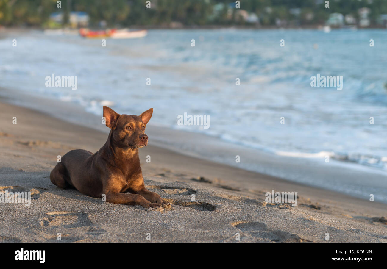 A dog alone on the beach relaxing and enjoying the sunset Stock Photo ...