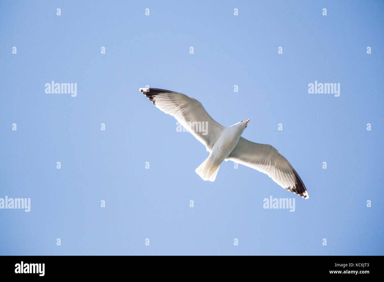 Single seagull flying in a blue sky as a background Stock Photo - Alamy