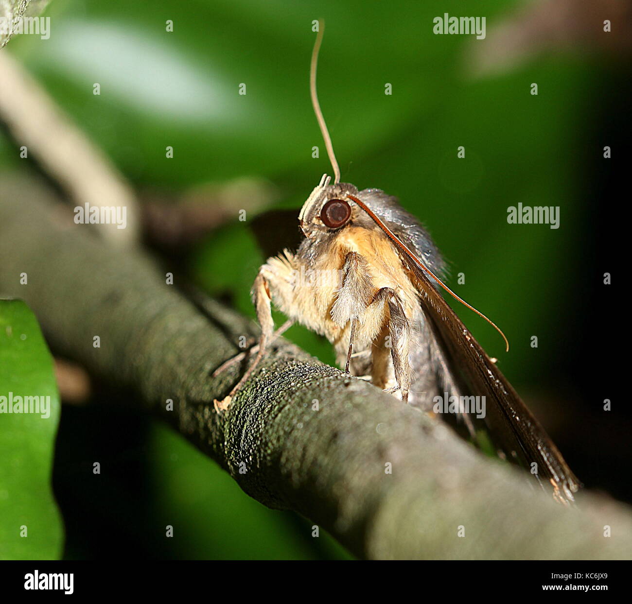 New zealand insects hi-res stock photography and images - Alamy