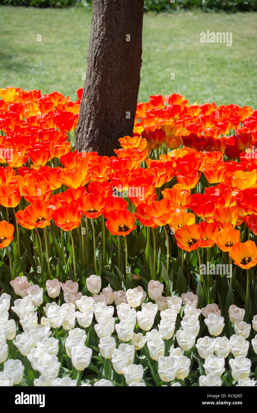 Tulip Flowers Blooming around tree trunk in Spring Season Stock Photo ...