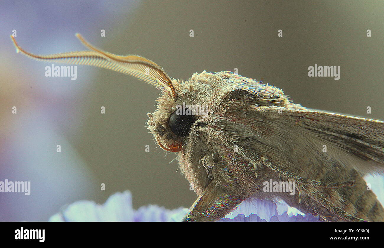 Emperor Gum Moth High Resolution Stock Photography and Images - Alamy