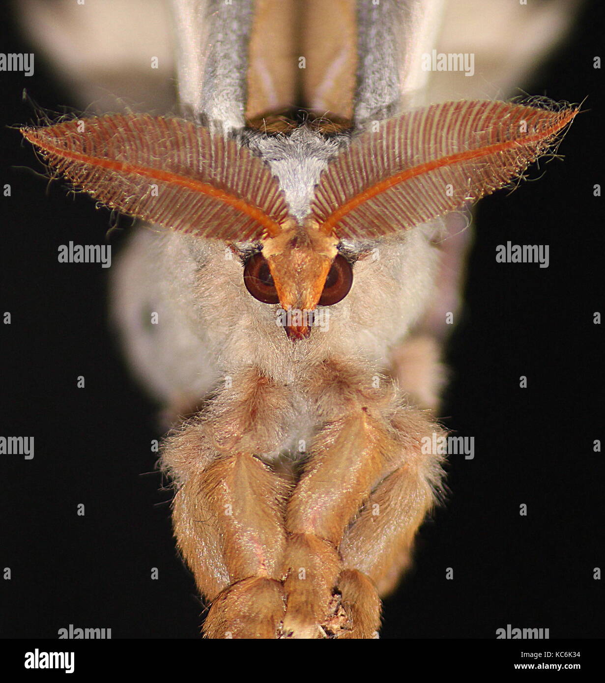 New Zealand moths & butterflies, eucalyptus moth Stock Photo - Alamy