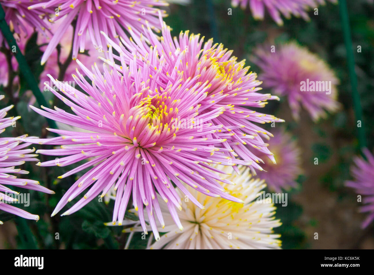 Orange and purple chrysanthemum flowers background Stock Photo - Alamy