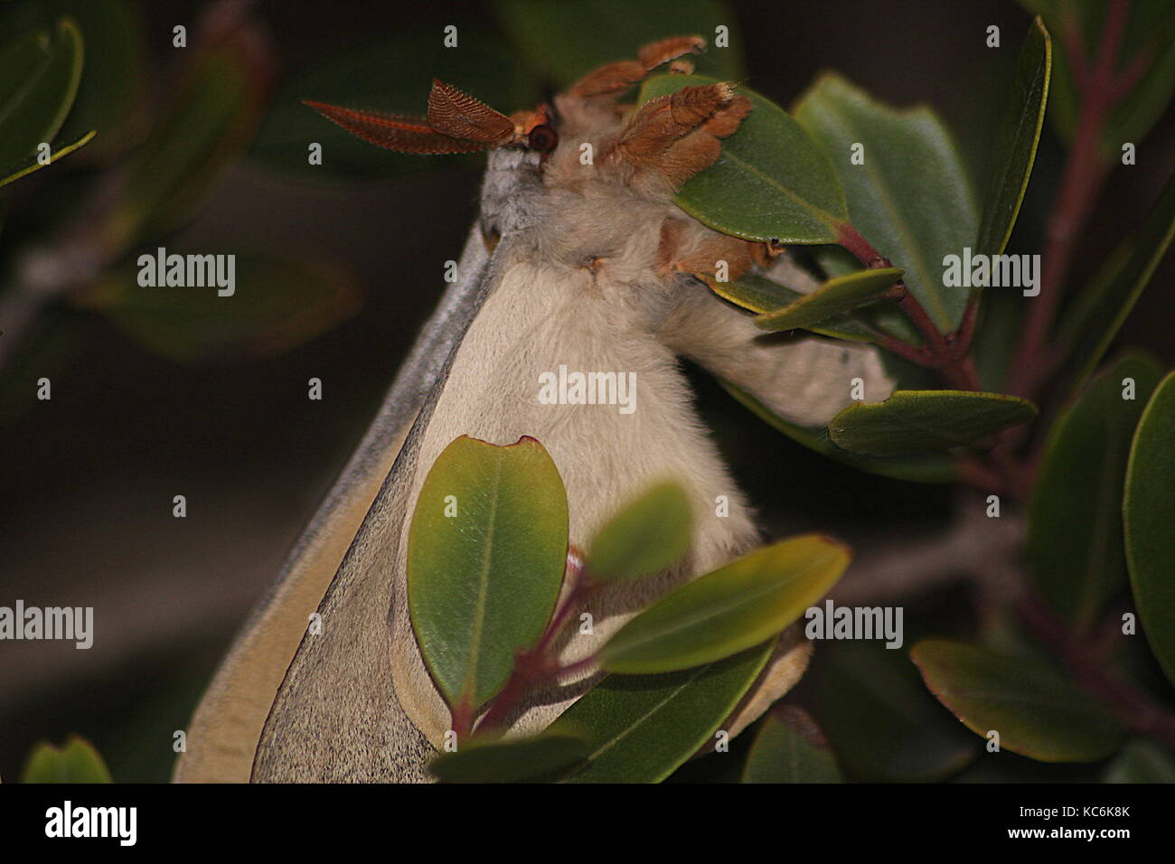 New Zealand moths & butterflies, eucalyptus moth Stock Photo - Alamy