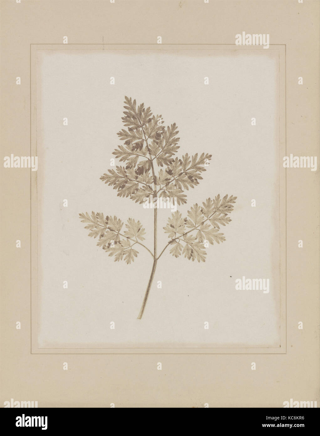 Leaf of a Plant, William Henry Fox Talbot, before February 14, 1844 ...