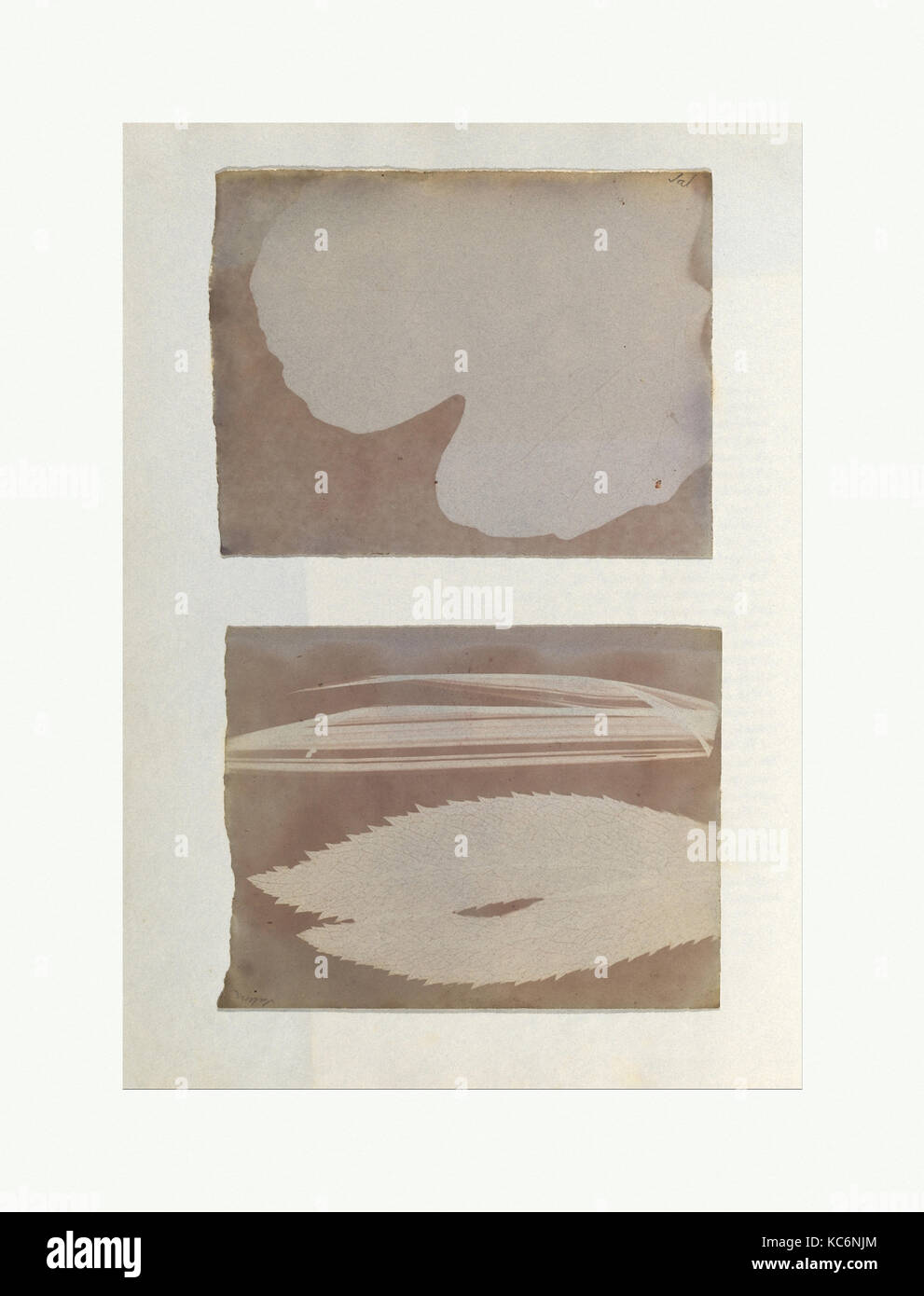 Photogenic Drawing from Leaf, Likely Sebastiano Tassinari, 1839–40 ...