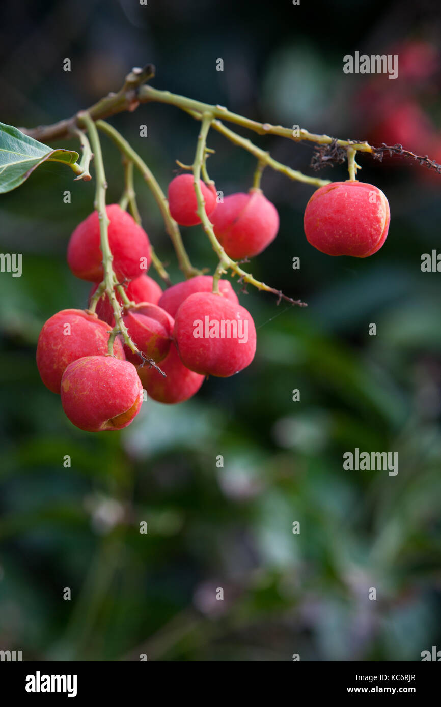 Pink tamarind hi-res stock photography and images - Alamy