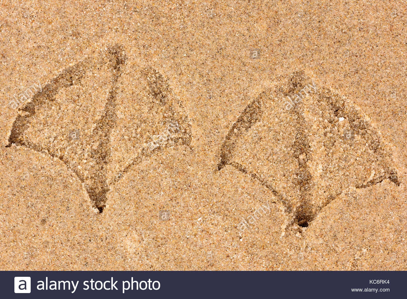 Goose Tracks Stock Photos & Goose Tracks Stock Images - Alamy