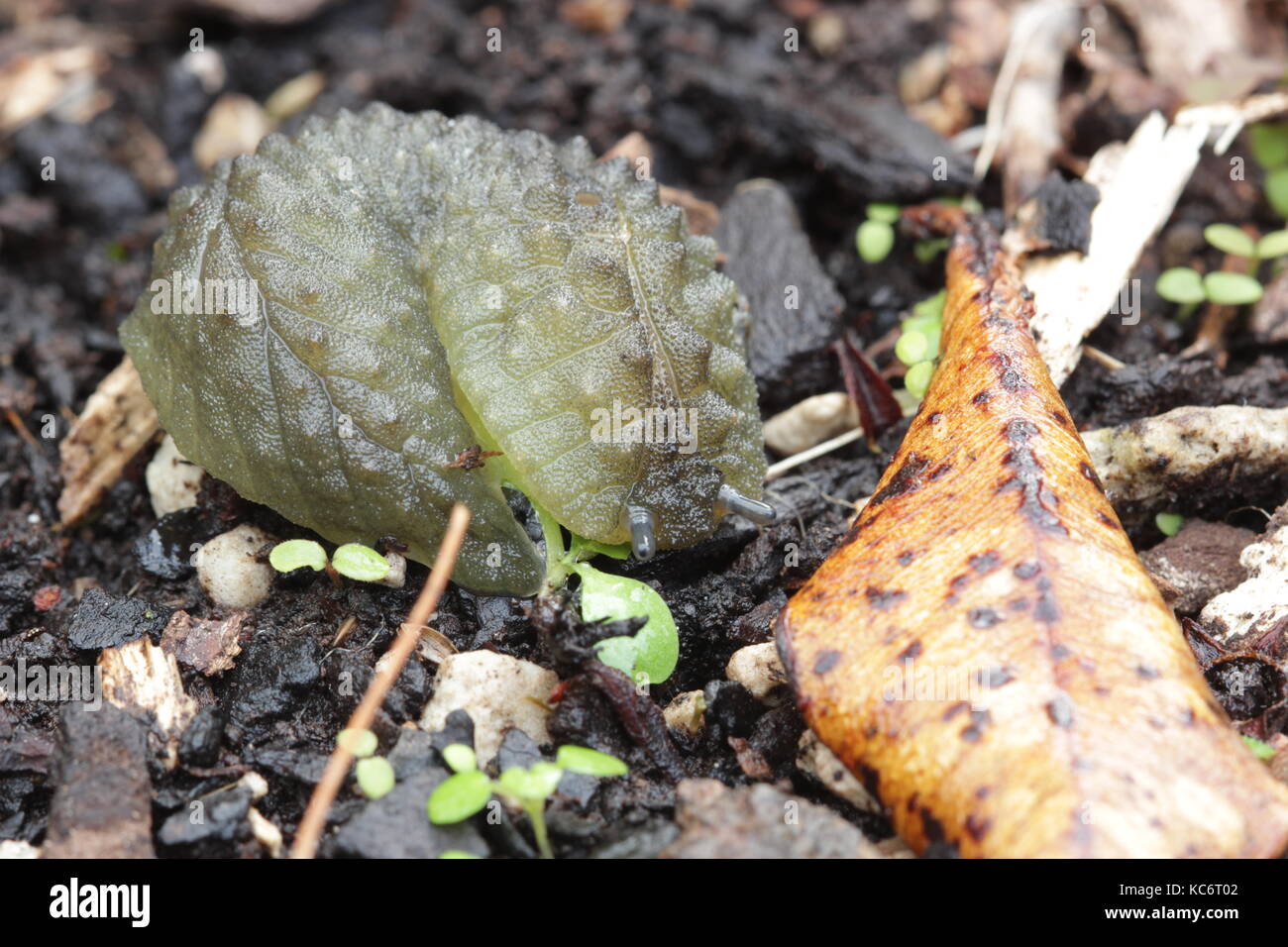 New Zealand slug Stock Photo - Alamy