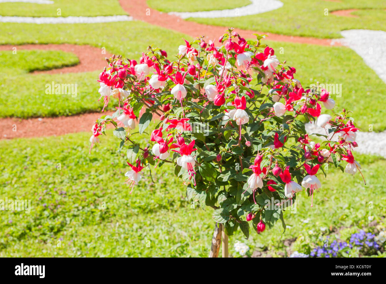 Blooming beautiful rose Bush in summer Park Stock Photo - Alamy
