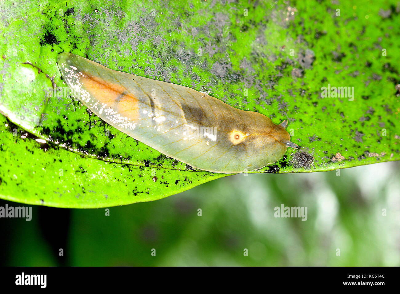 leaf veined slug Stock Photo - Alamy