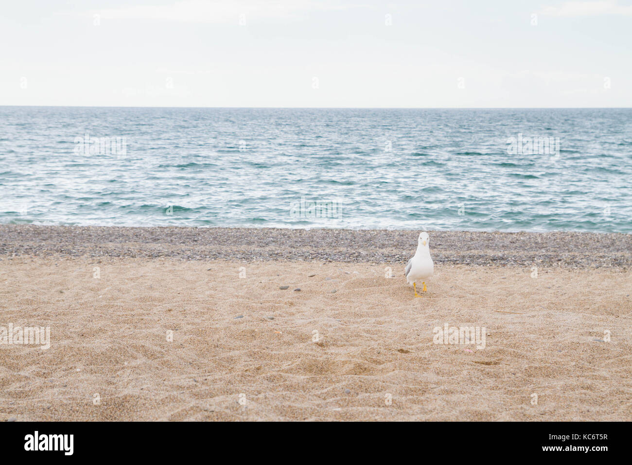 Bird Albatross on the sandy beach in the summer Stock Photo - Alamy