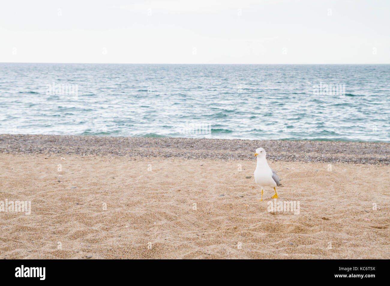 Bird Albatross on the sandy beach in the summer Stock Photo - Alamy