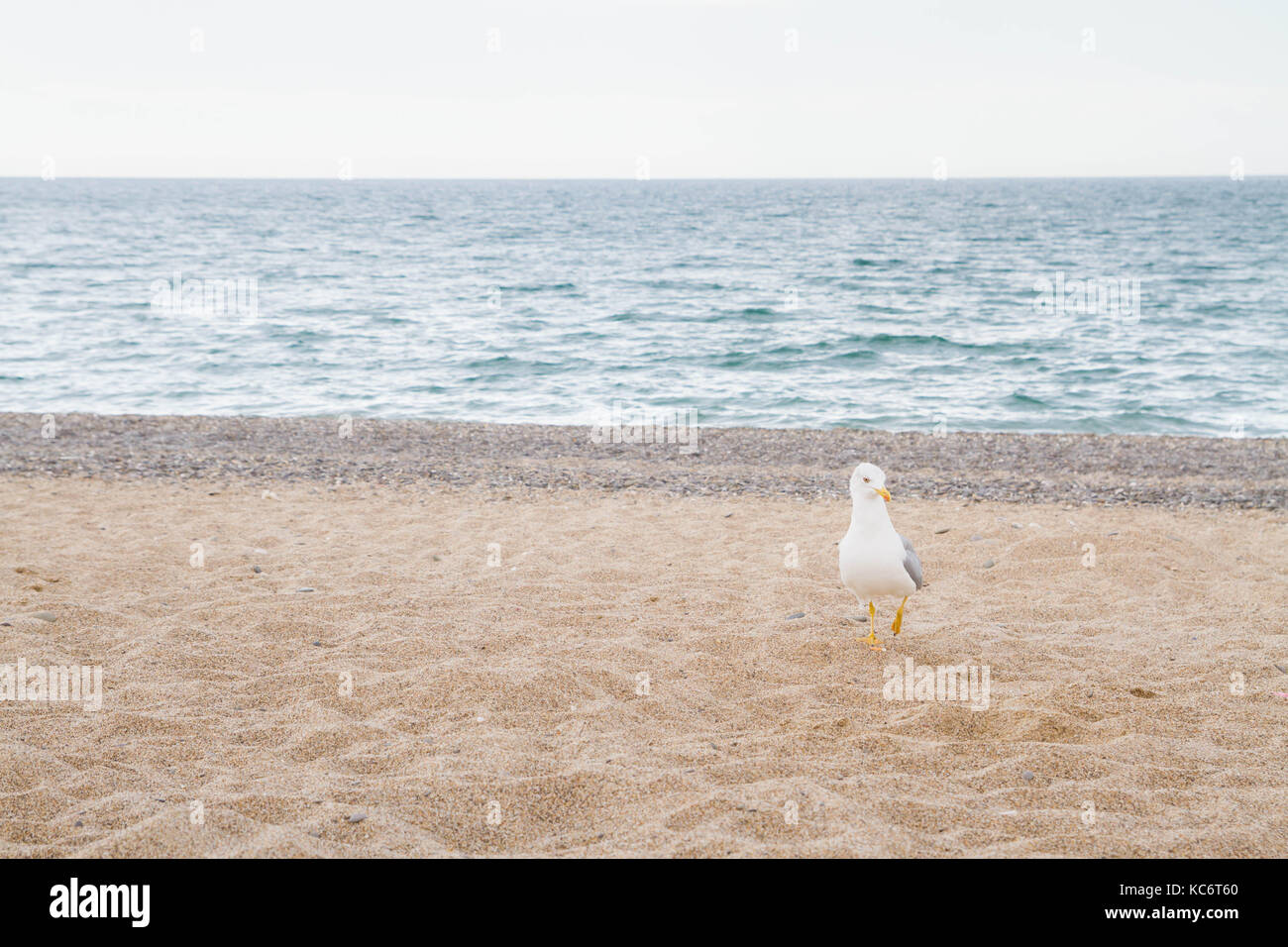 Bird Albatross on the sandy beach in the summer Stock Photo - Alamy