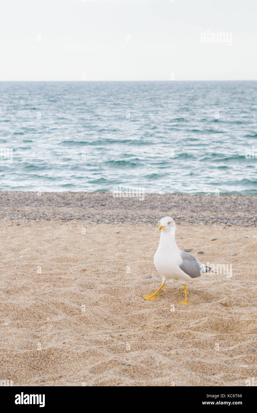 Bird Albatross on the sandy beach in the summer Stock Photo - Alamy