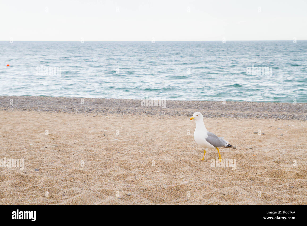 Bird Albatross on the sandy beach in the summer Stock Photo - Alamy