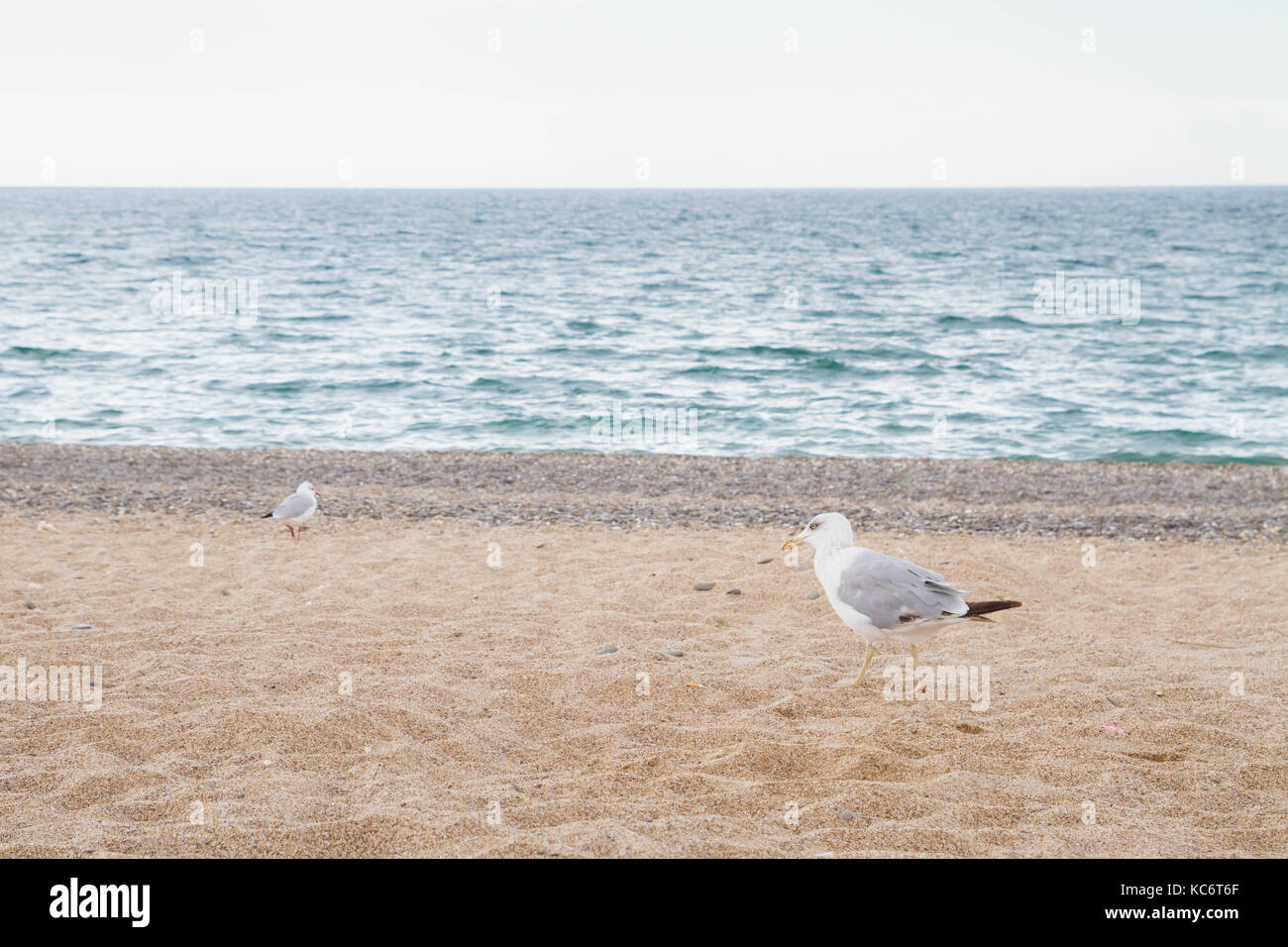 Bird Albatross on the sandy beach in the summer Stock Photo - Alamy