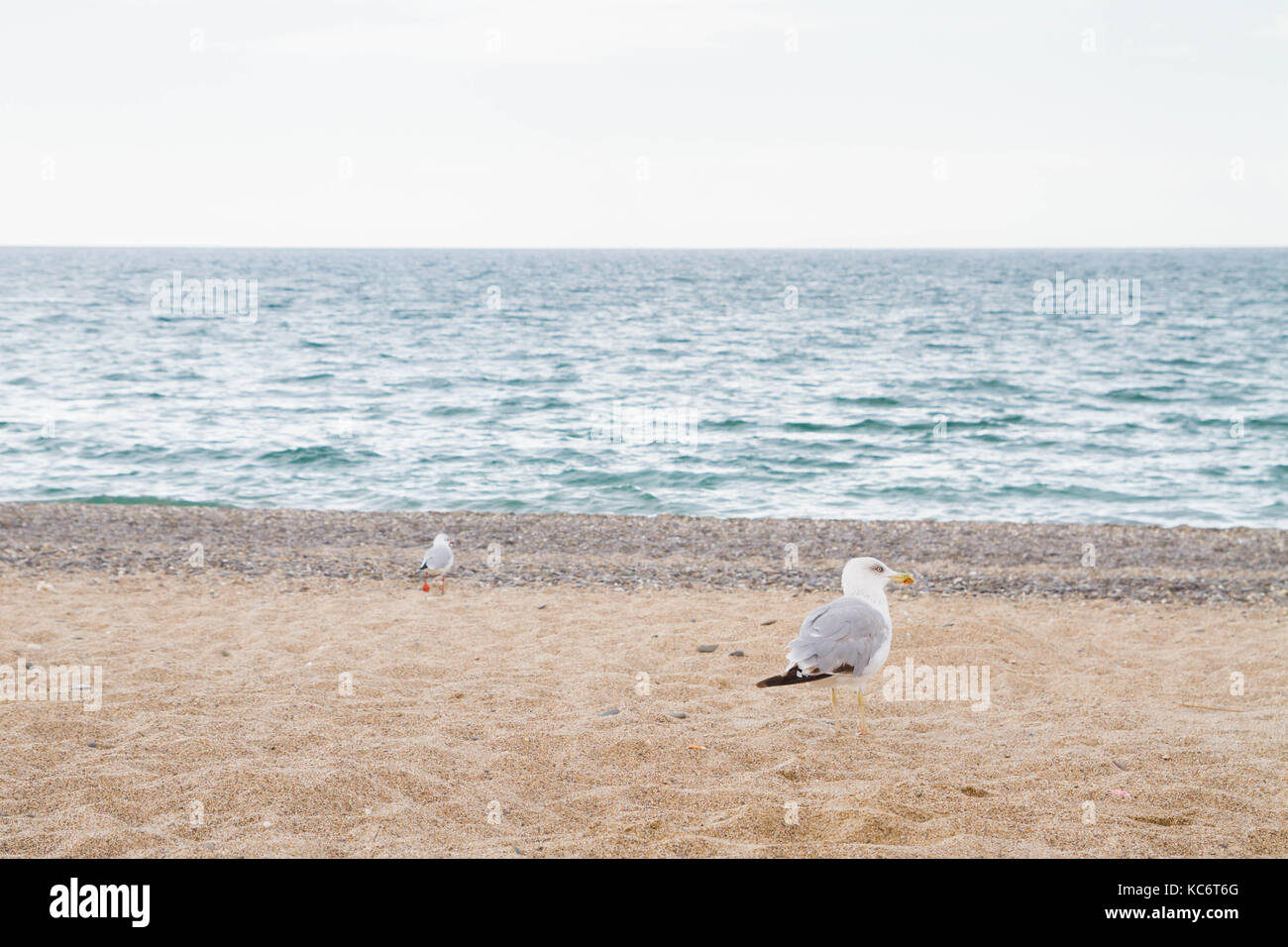 Bird Albatross on the sandy beach in the summer Stock Photo - Alamy