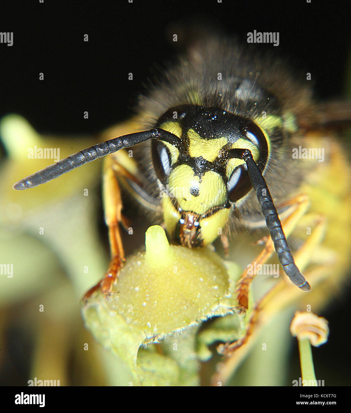 Ichneuman wasp hi-res stock photography and images - Alamy