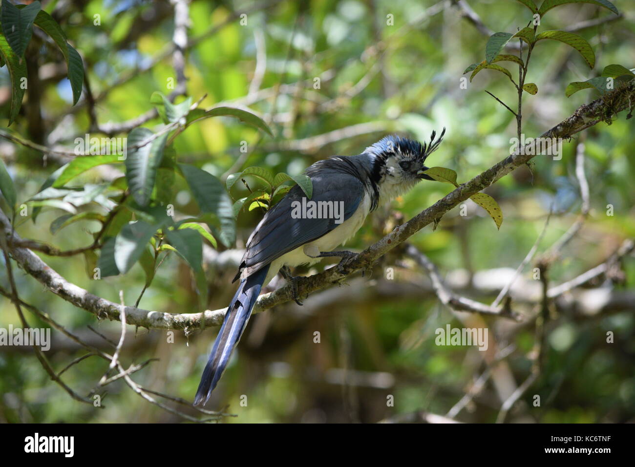 Costa rica blue magpie jay hi-res stock photography and images - Alamy