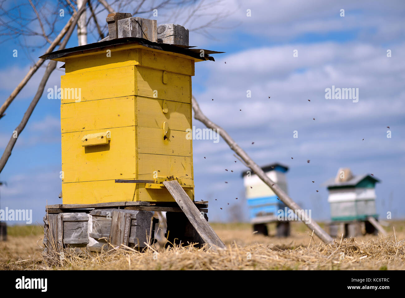 Bee ulii standing in field Stock Photo - Alamy