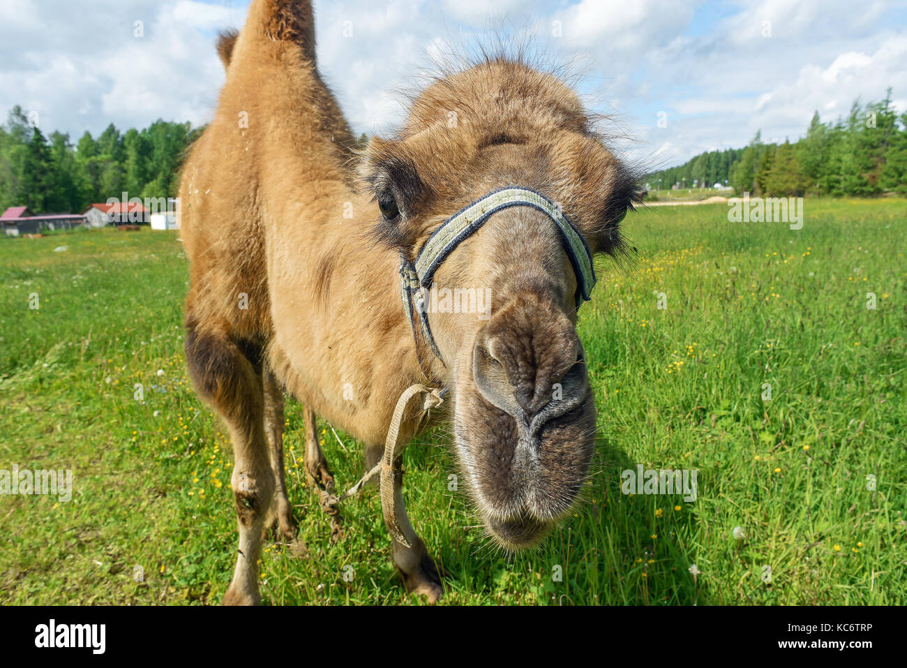 Camel walking in the field Stock Photo - Alamy