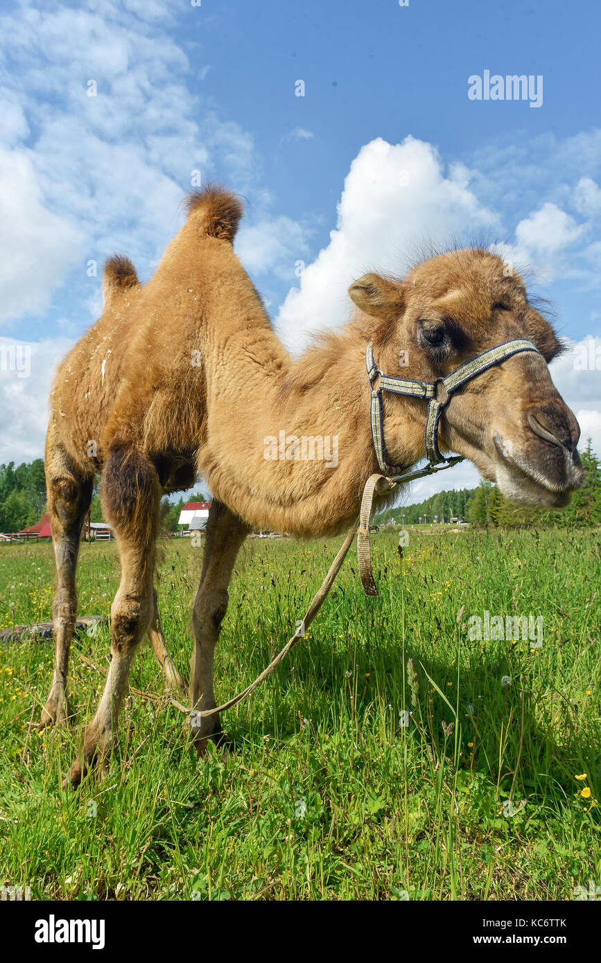 Camel walking in the field Stock Photo - Alamy