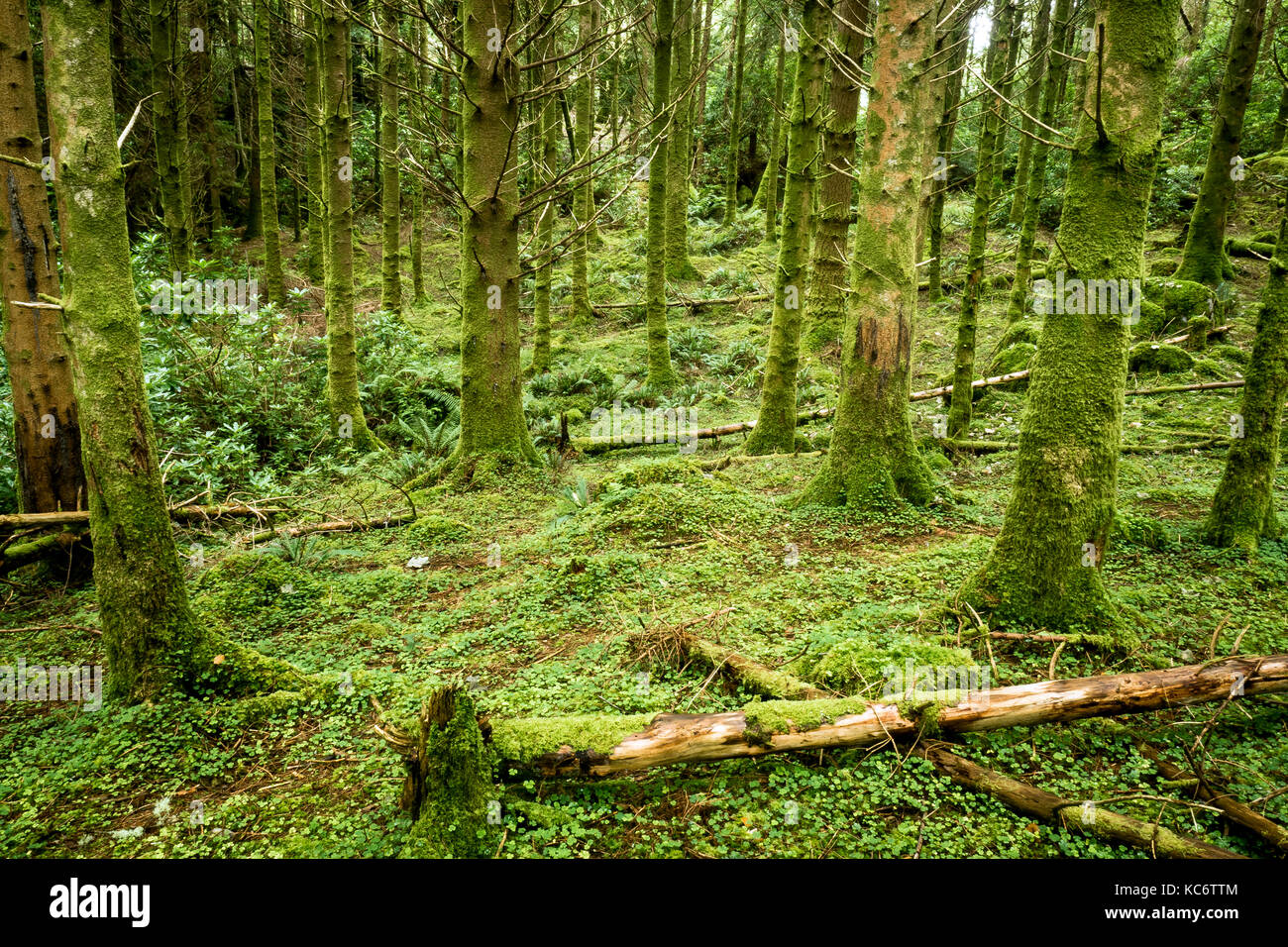 Pine forest and Moss, Southern Ireland Stock Photo - Alamy