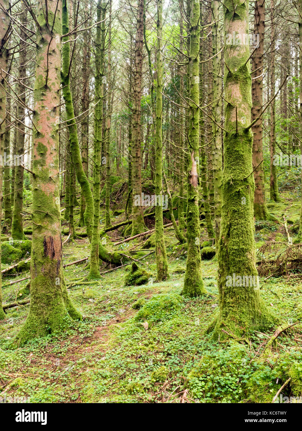 Pine forest and Moss, Southern Ireland Stock Photo - Alamy