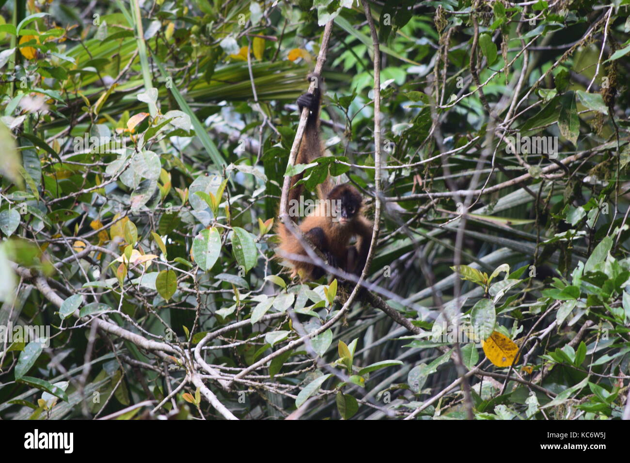 Tortuguero wildlife hi-res stock photography and images - Alamy