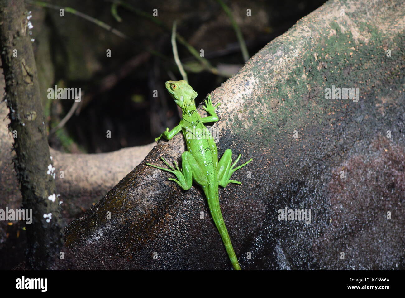 Basilisk lizard hi-res stock photography and images - Alamy