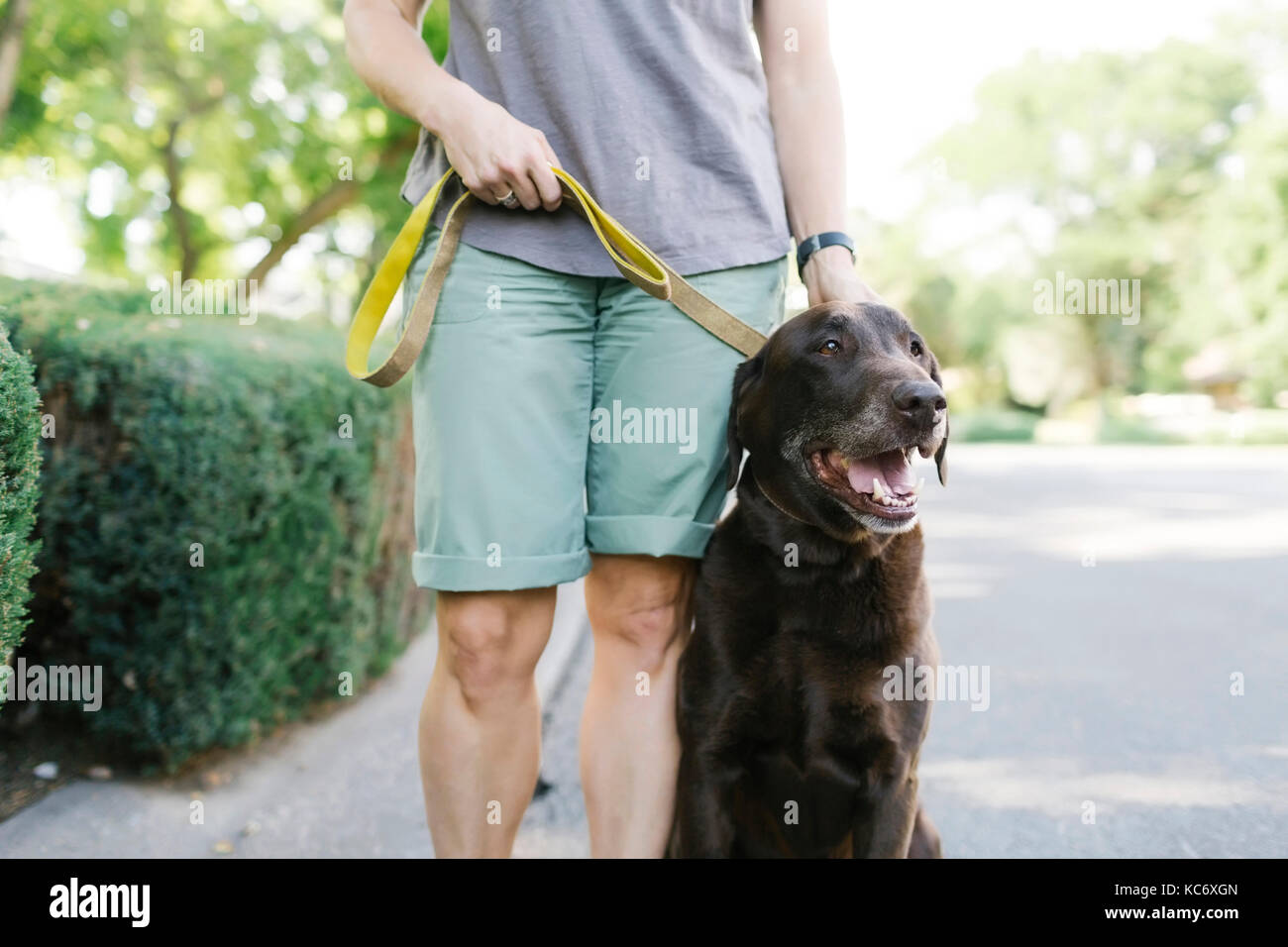 Woman walking with Labrador Retriever Stock Photo - Alamy