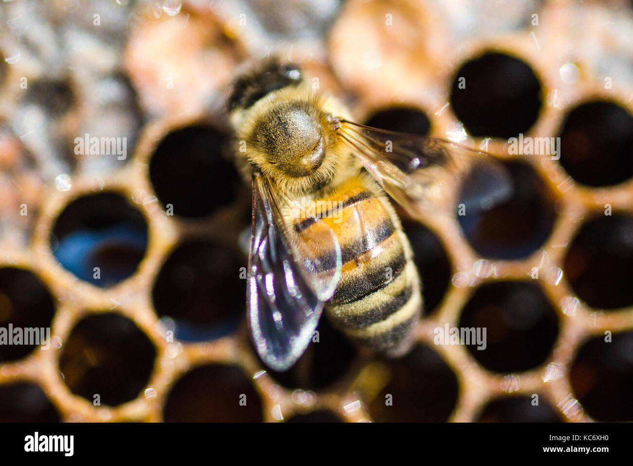 Bee with honeycomb hi-res stock photography and images - Alamy