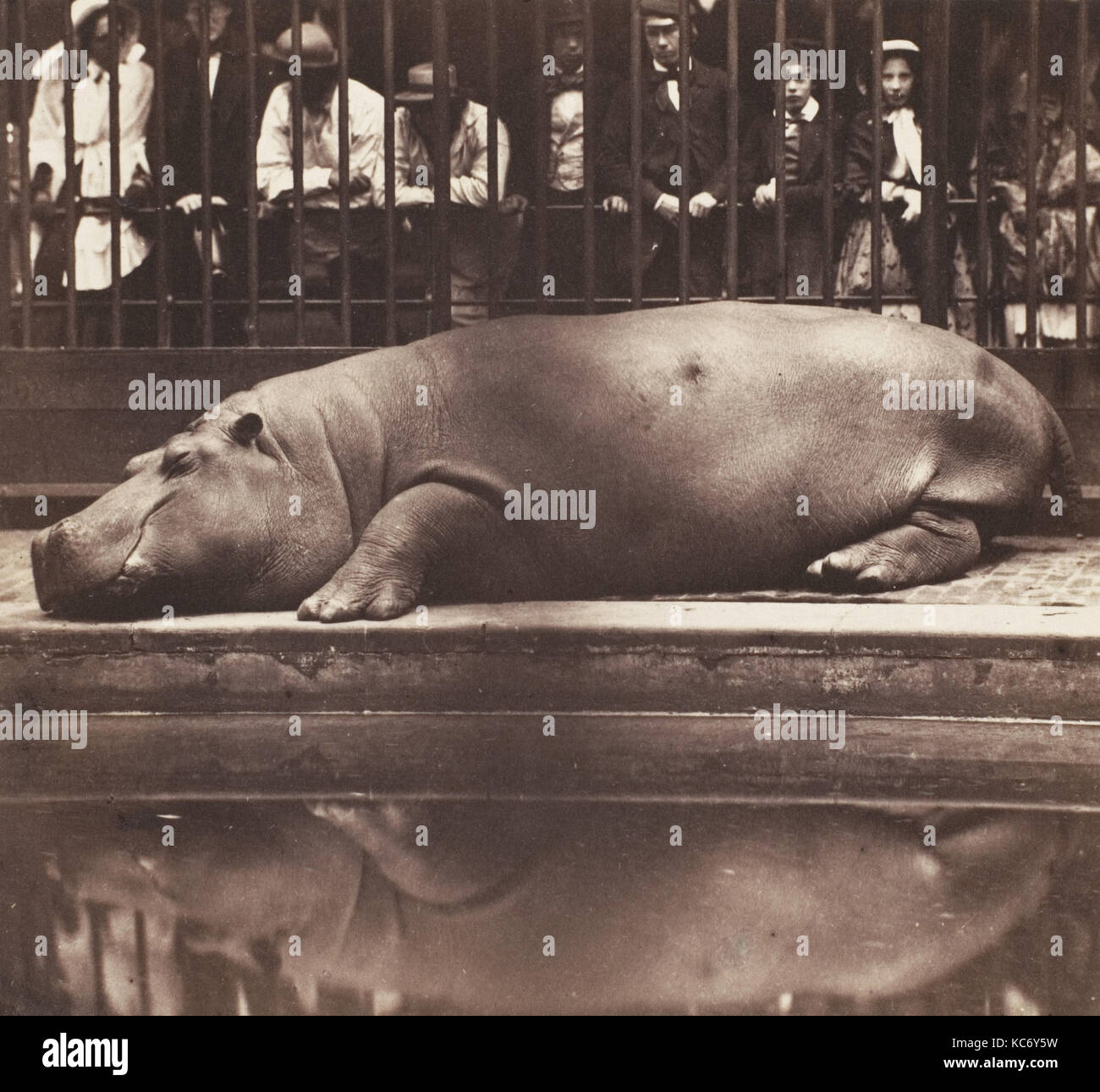 Hippopotamus major hi-res stock photography and images - Alamy