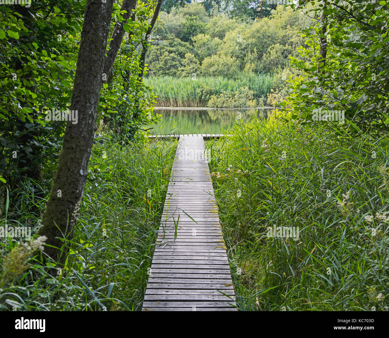 Ireland, County Cavan, Boardwalk leading to river in forest Stock Photo ...