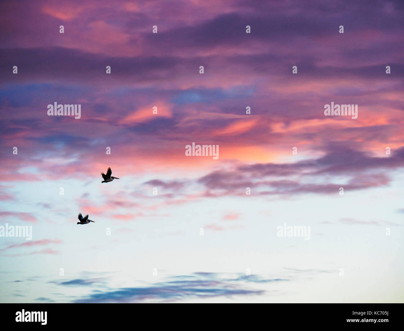 Two pelicans flying at sunset Stock Photo - Alamy