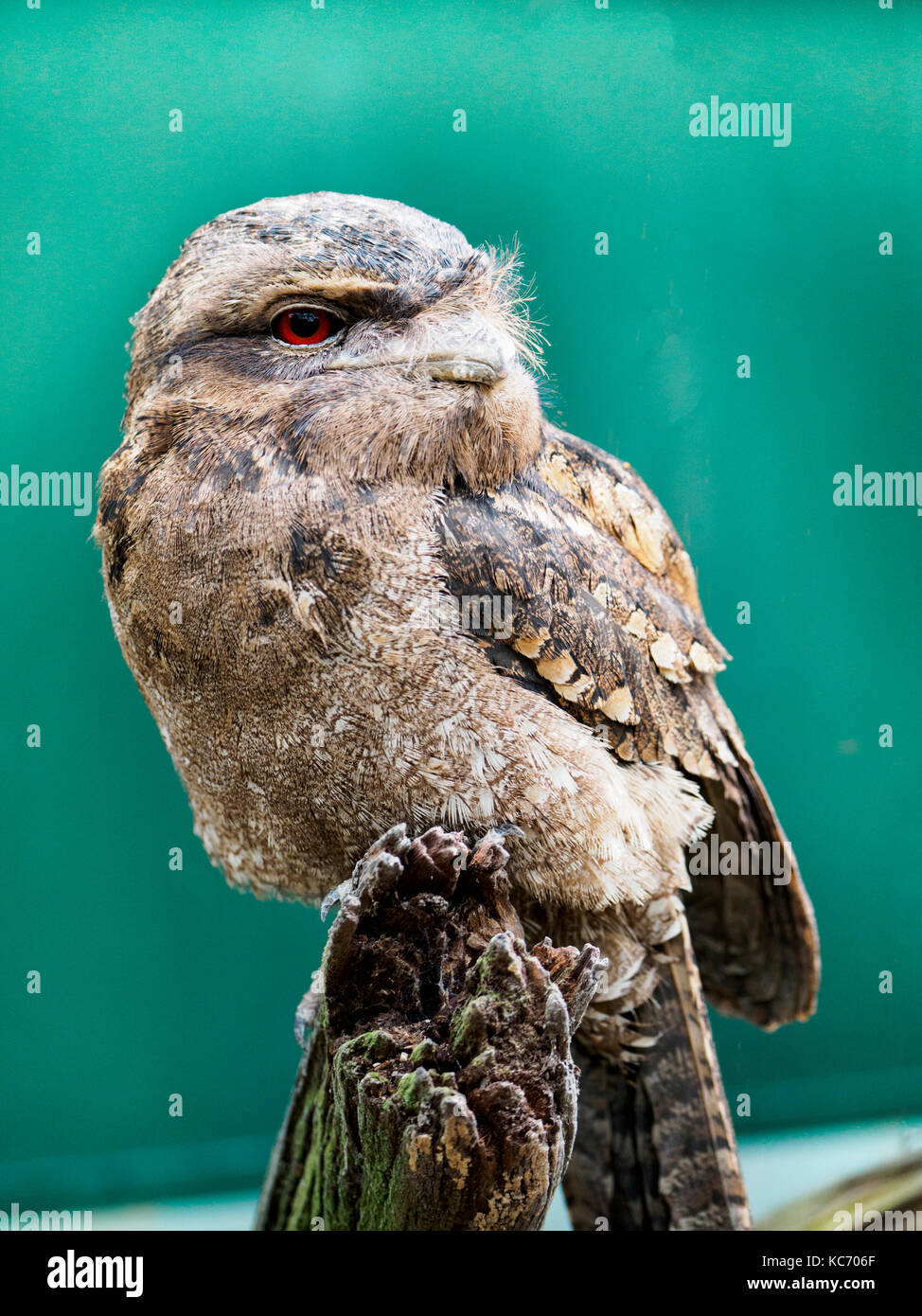 Portrait of Papuan frogmouth (Podargus papuensis Stock Photo - Alamy