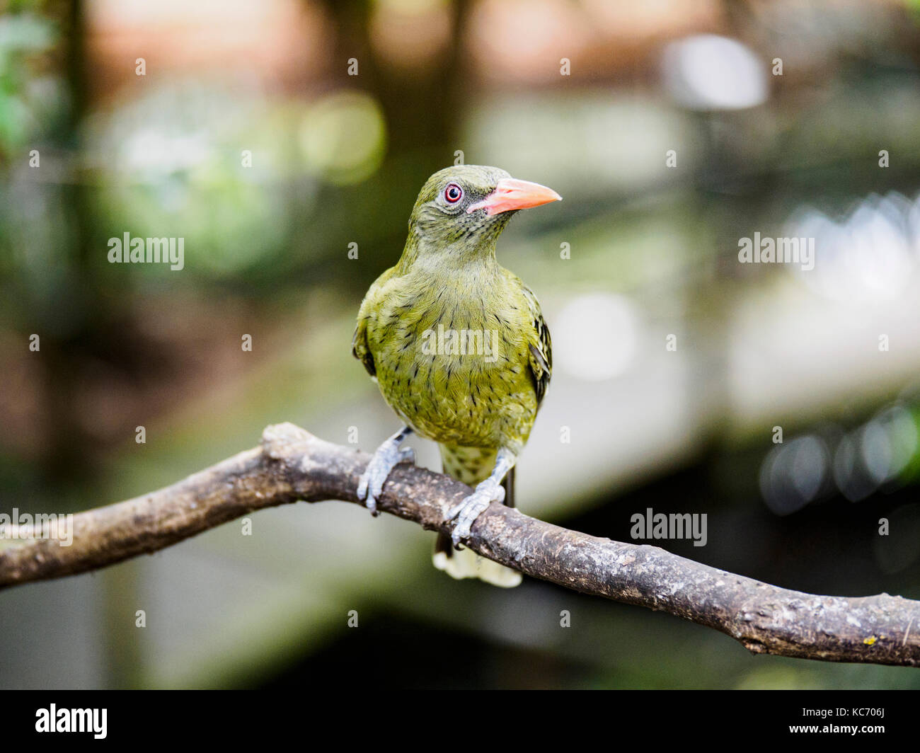 Yellow oriole (oriolus flavocinctus) perching on branch Stock Photo - Alamy