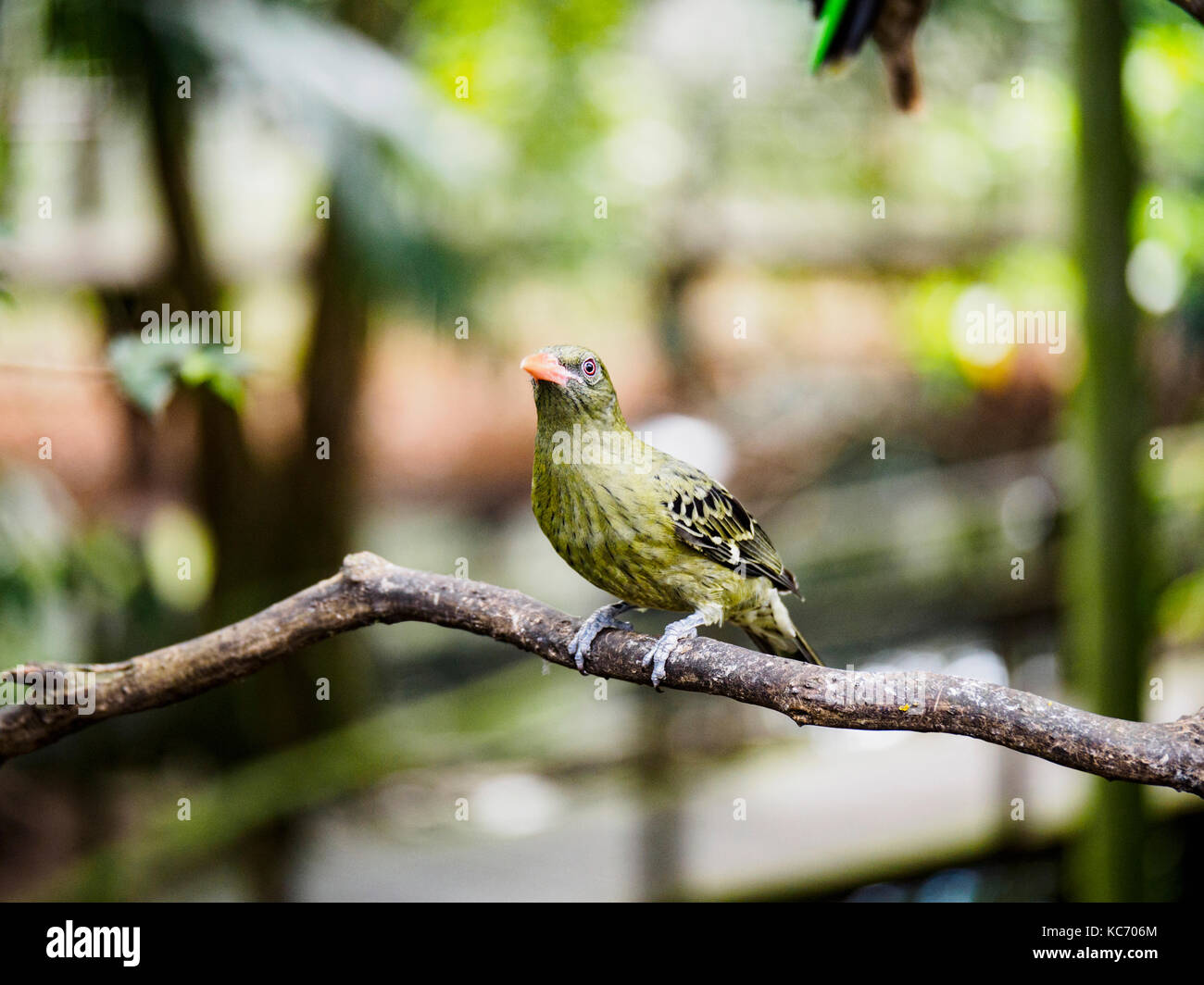 Yellow oriole (oriolus flavocinctus) perching on branch Stock Photo - Alamy