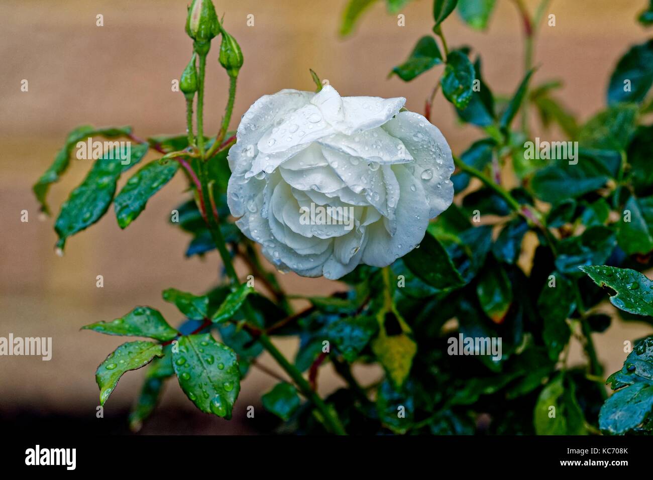 white snow rose Stock Photo - Alamy