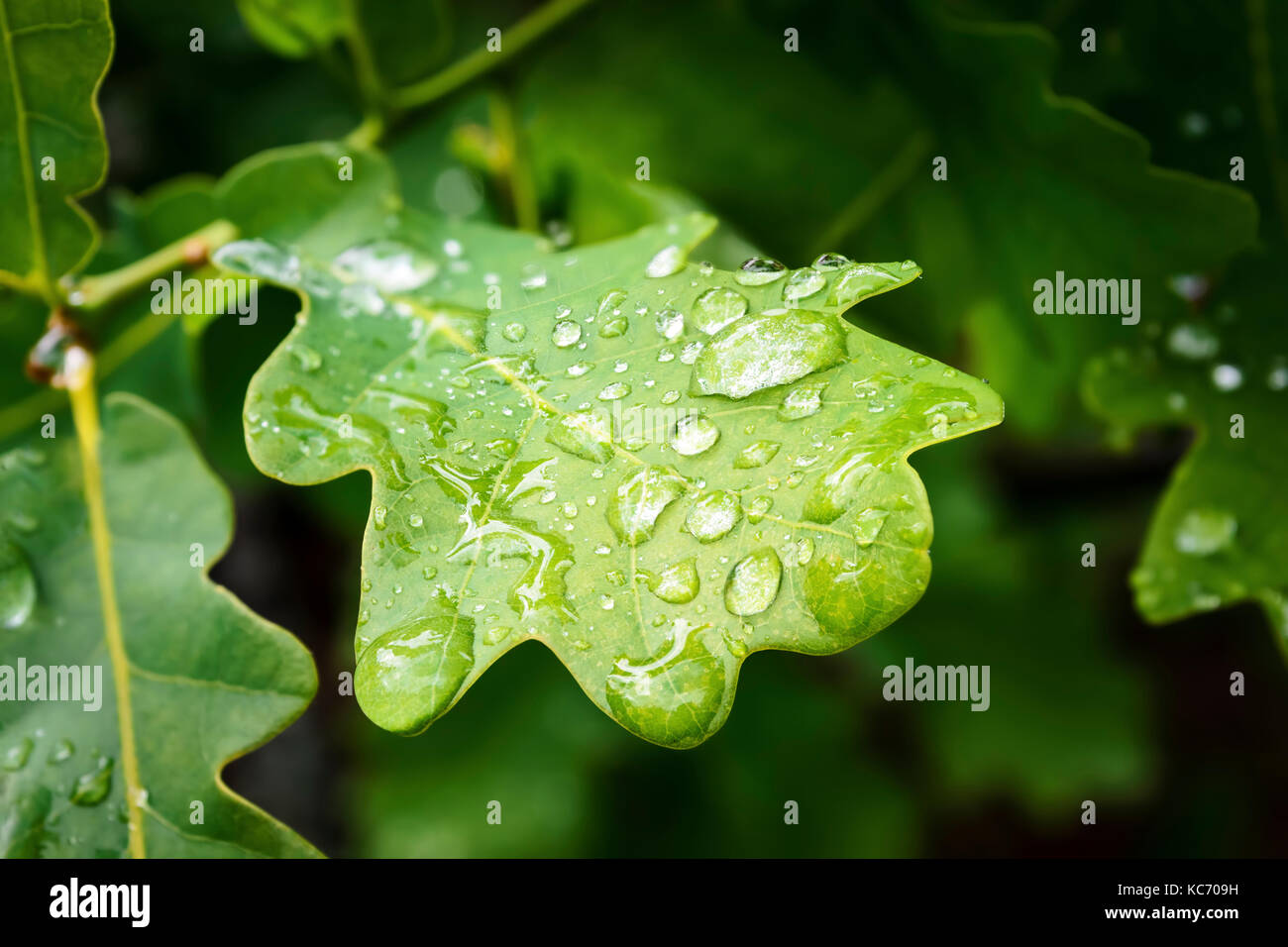 Oak leaf on water hi-res stock photography and images - Alamy
