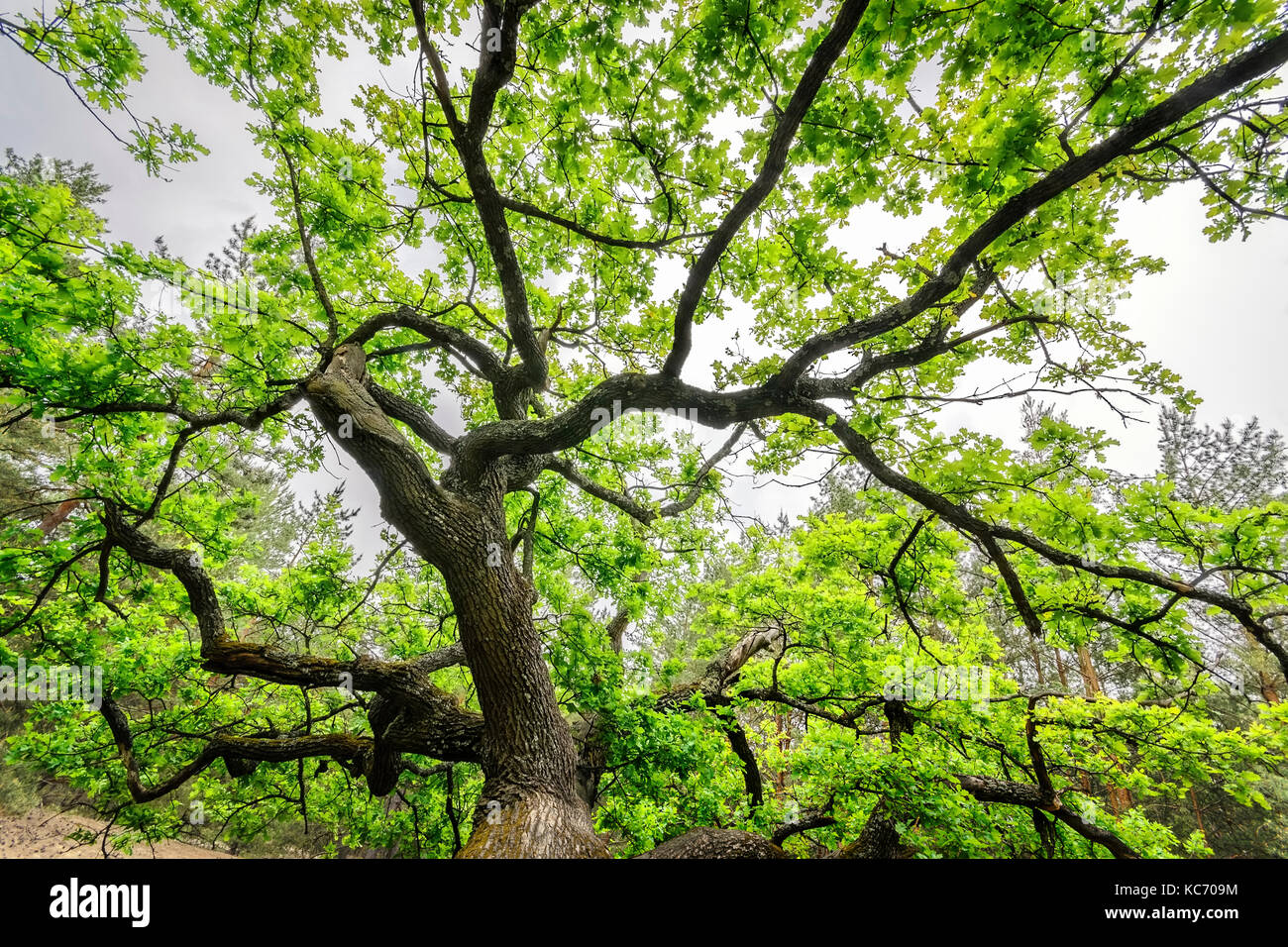Ukraine, Dnepropetrovsk region, Novomoskovsk district, Oak (Quercus ...