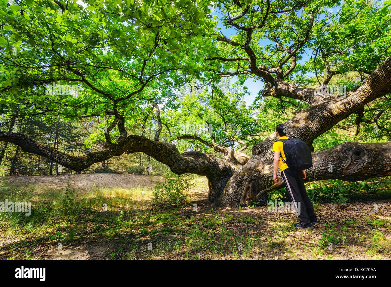 Man standing next to tree hi-res stock photography and images - Alamy