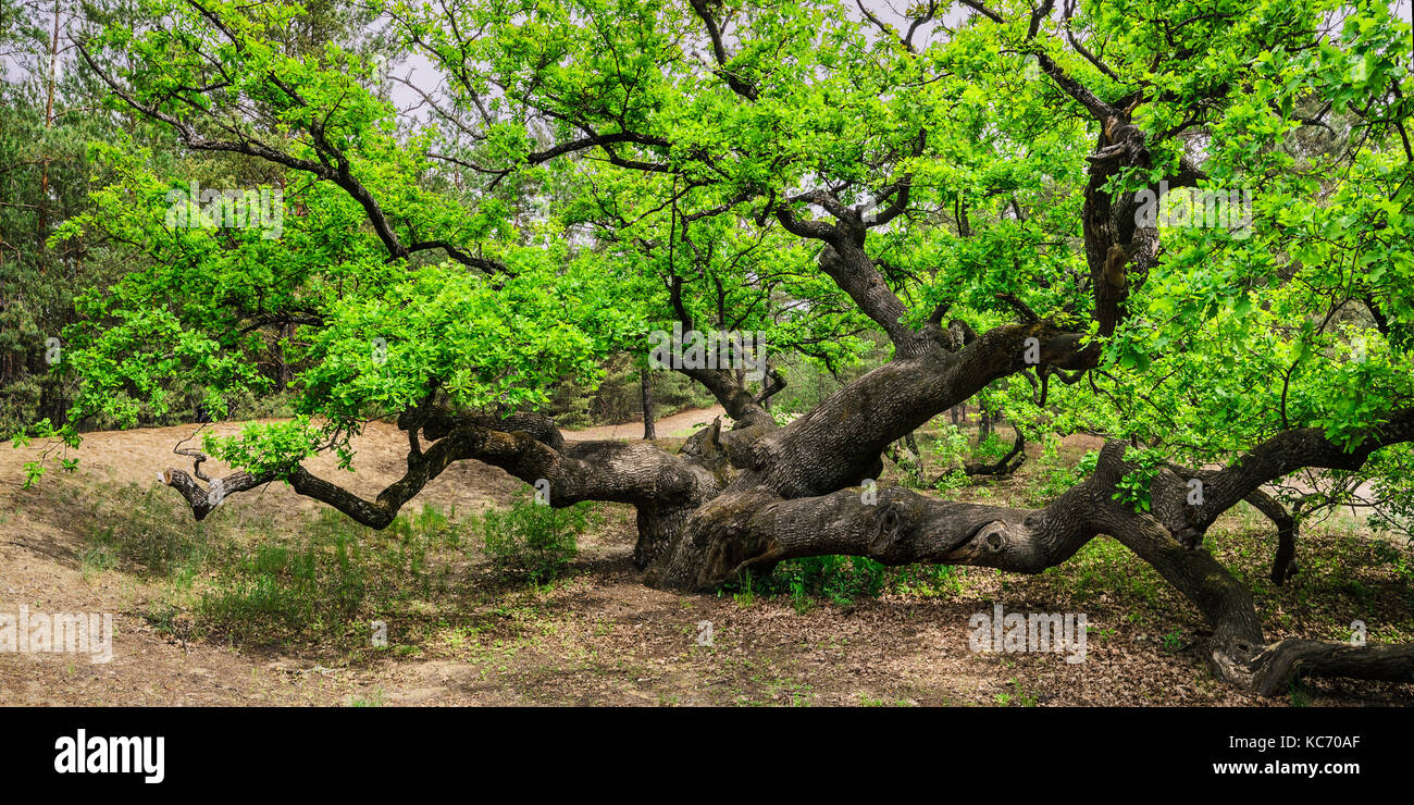 Ukraine, Dnepropetrovsk region, Novomoskovsk district, Green Oak ...