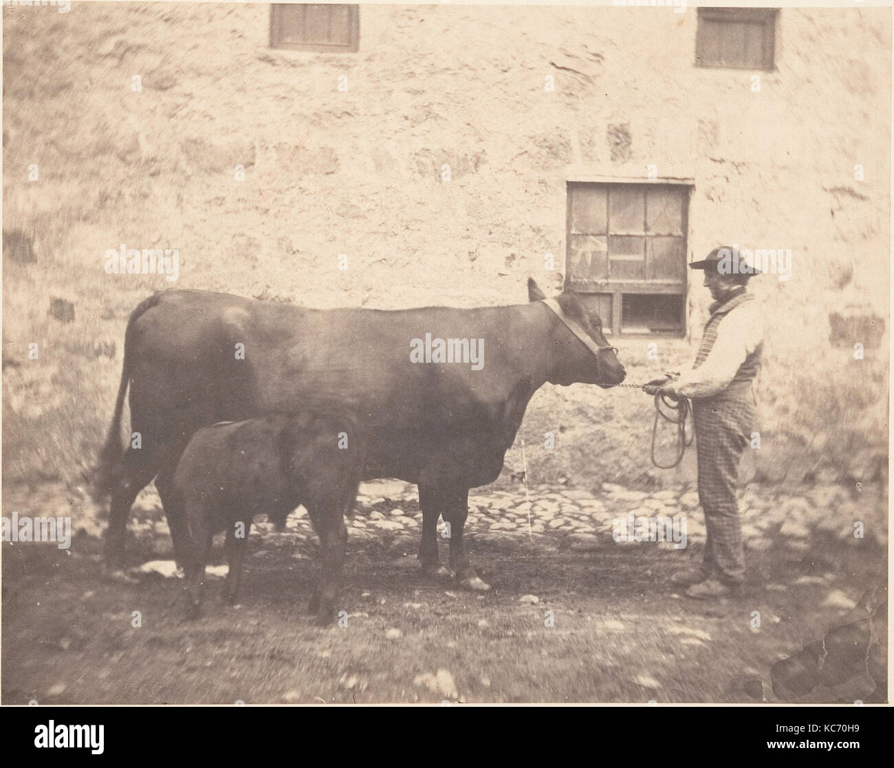 Prize cow hi-res stock photography and images - Alamy