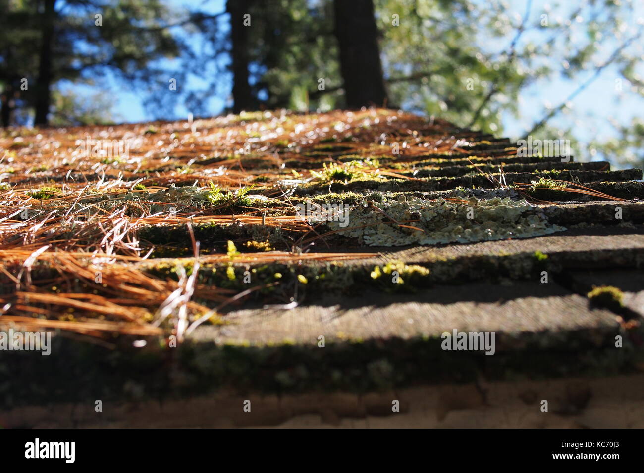 Pine needles, moss and lichen cover the tiled roof of a building in ...