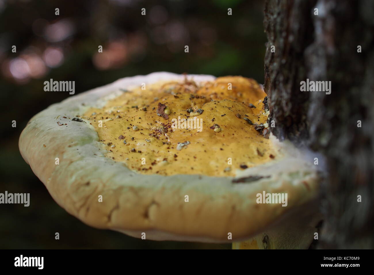 Shaggy bracket fungus (Inonotus hispidus) on a tree, Gatineau Park ...
