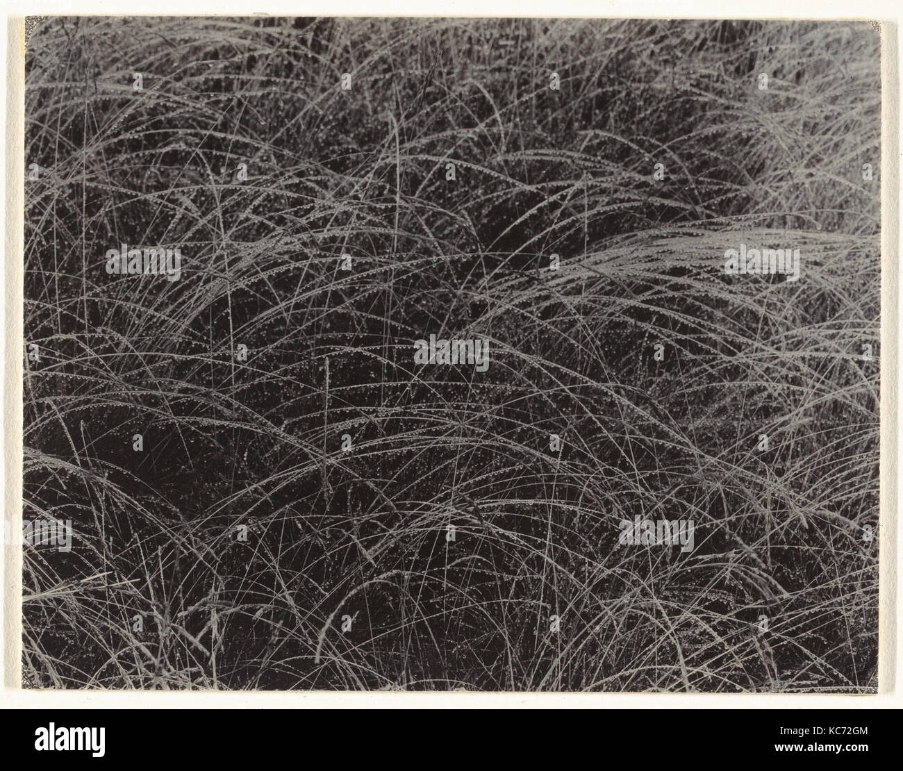 Rain Drops, 1927, Gelatin silver print, 9.2 x 11.7 cm. (3 5/8 x 4 5/8 ...