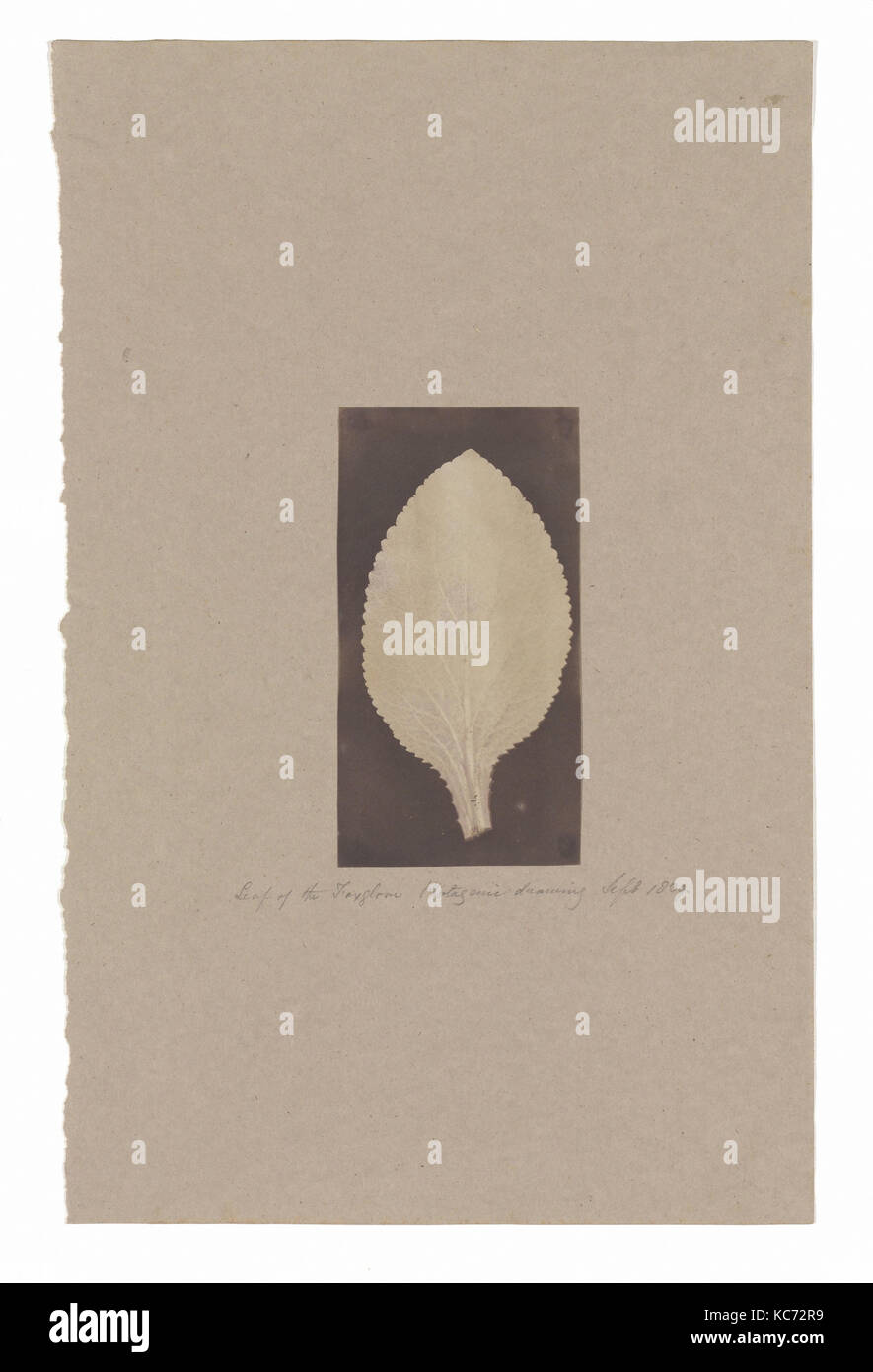 Leaf of the Foxglove, 1839, Photogenic drawing negative, Image: 6 3/4 × ...