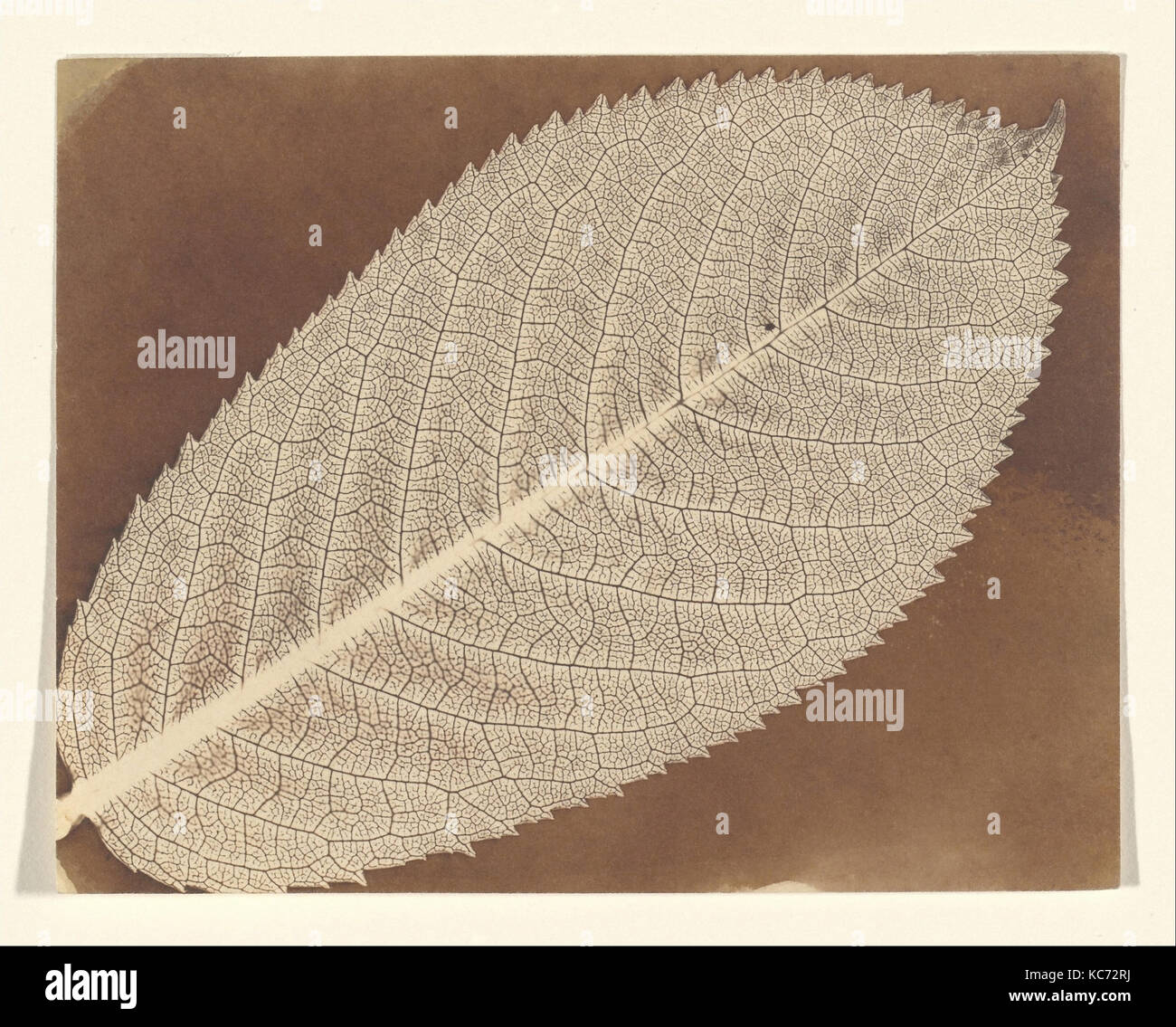 Leaf, ca. 1839, Photogenic drawing negative, Sheet: 3 3/16 × 4 1/16 in ...